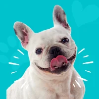 TOSHIA BULL RUN ($TOSHI) Price, Charts, and Details | Coinbazooka